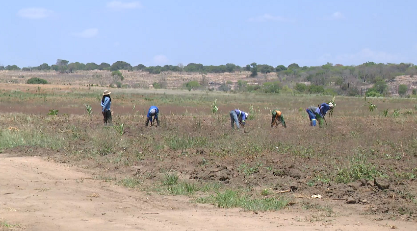 Campanha agrária 2025 / 2026:Produtores da província de Nampula iniciam ...